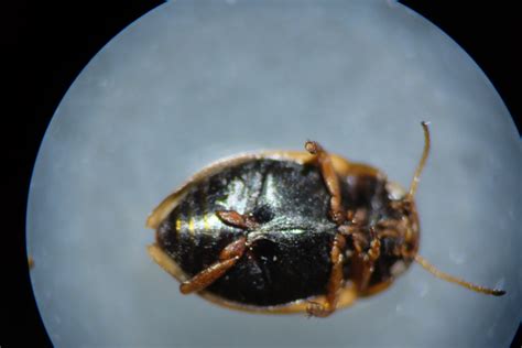 3 Questions With Answers In KICK SAMPLING Science Topic