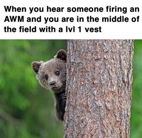 Best Bear Cub Images On Pholder Aww Nature Is Fucking Lit And Eyebleach