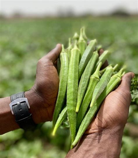 Culture De Gombo Les Niayes Sarraut