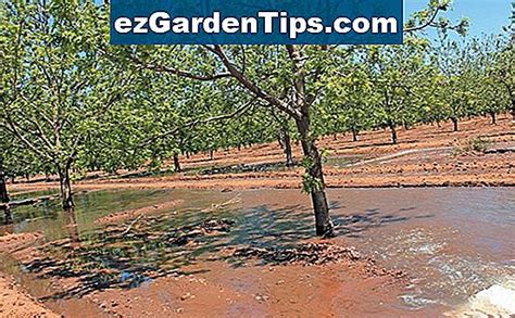 Pecan Trees Deshacerse De Twig Girdler 🌱 Tips Jardineros