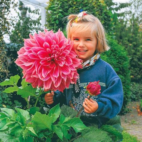 Dahlia Dinnerplate Emory Paul Spring Bulb 🌱 Fiddleheads Garden Center