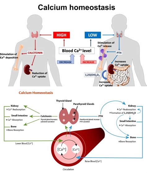 Calcium Deficiency Causes Symptoms Diagnosis Treatment And Prognosis