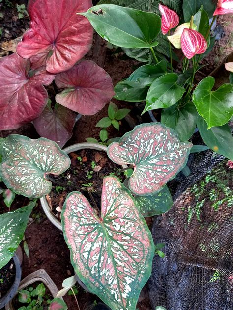 บอนสี ทศกัณฐ์ ไม้แยกหน่อ กระถาง4นิ้ว ไม้ไทย Fecg8fam Thaipick