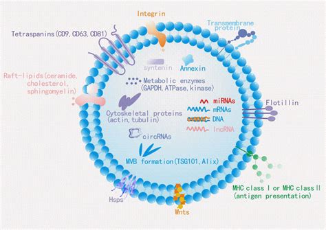 Typical Exosome Structure Exosomes Are Surrounded By A Phospholipid Download Scientific