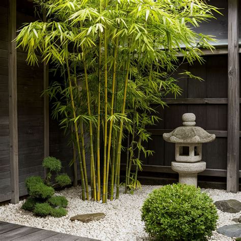 10 Traditional Japanese Plants For Your Home And Garden Rhythm Of The Home