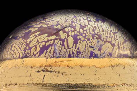 Best Microscope Images On Pholder Interestingasfuck Micro Porn And Oddlyterrifying