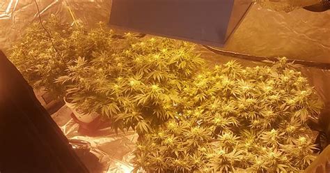 31f 1600watt Hps Medical Grow Just Upgraded All These Plants Out Of A