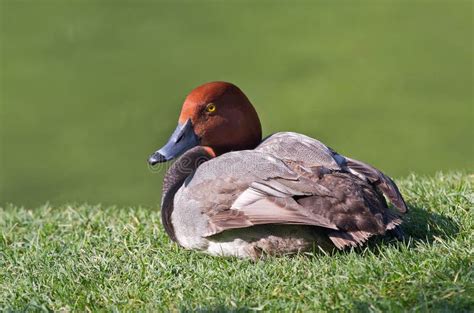 Drake Redhead Duck Stock Image Image Of Wildlife Pond 12350541
