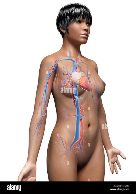 Female Cardiovascular System Stock Photo Alamy