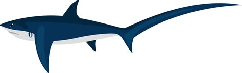 Thresher Shark Vector Art Icons And Graphics For Free Download