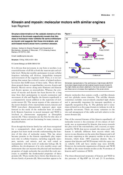 Pdf Kinesin And Myosin Molecular Motors With Similar Engines