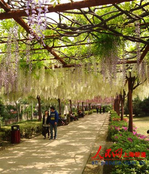 五一假期临近 看紫藤花去 中国日报网