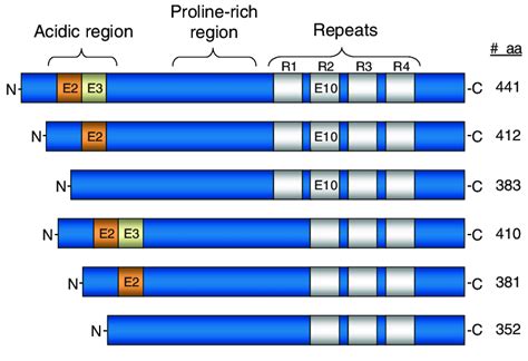 Schematic Diagram Showing The Organization Of The Six Predominant Download Scientific Diagram
