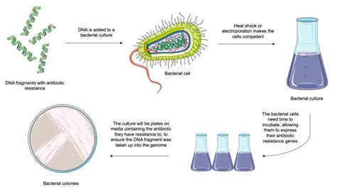 Bacterial Transformation Protocol Biology Notes Online