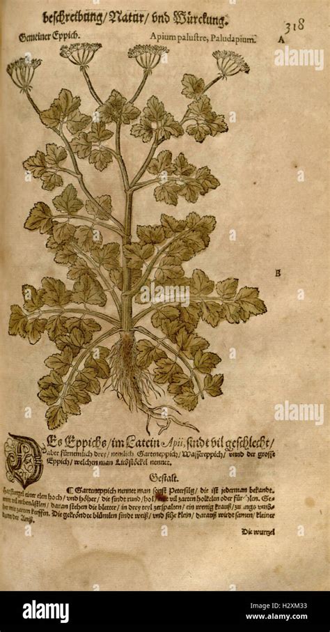 A Botanical Reference Work Documenting Newly Discovered Plant Species
