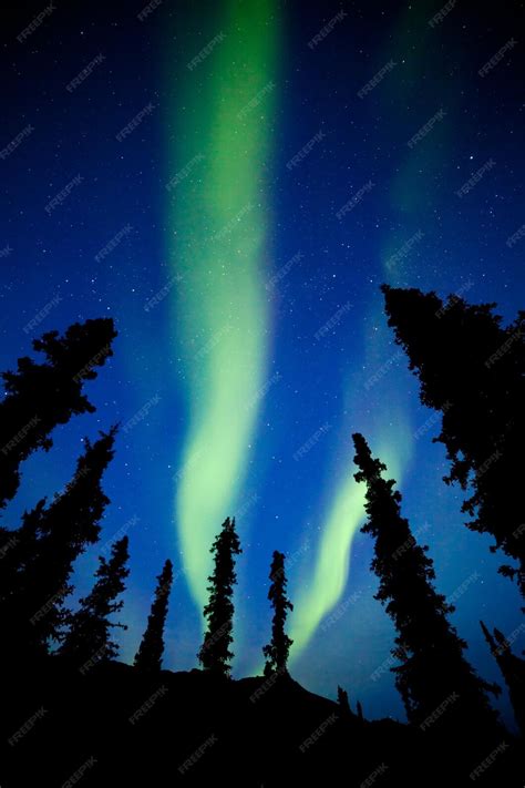 Premium Photo Yukon Taiga Spruce Northern Lights Aurora Borealis
