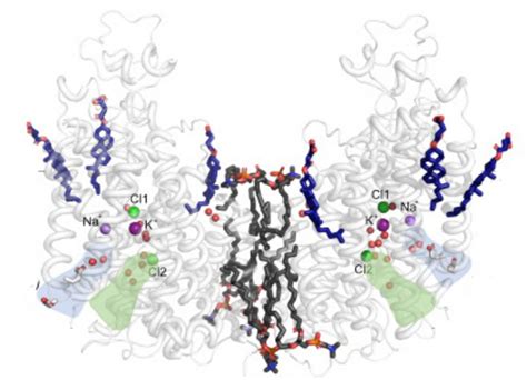 Researchers Have Determined The Three Dimensional Atomic Structure Of A