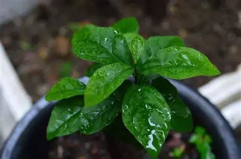 金彈子和老鴉柿的區別辨識 每日頭條