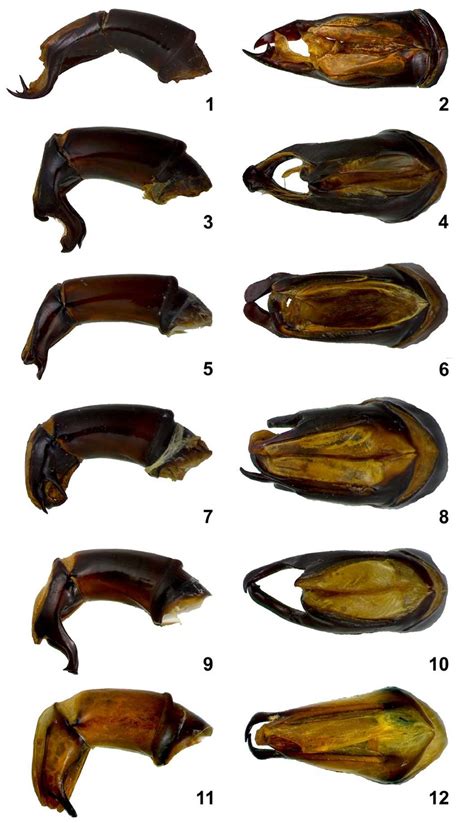 3 5 7 9 11 Aedeagus Lateral View Figs 2 4 6 8 10 12