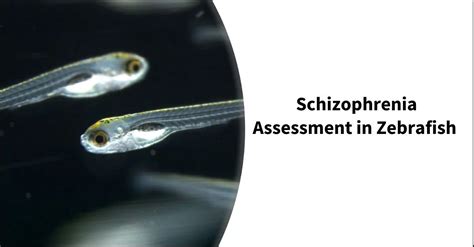 Schizophrenia Assessment In Zebrafish