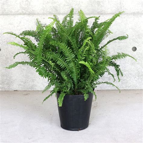 Amazon Co Jp Nephrolepis Cordifolia