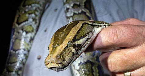 Vocabulary In Context Invasive Pythons Online Free Courses Central