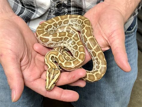 Z OUT OF STOCK HYPO BURMESE PYTHON 2019 CB FEMALE Pytho