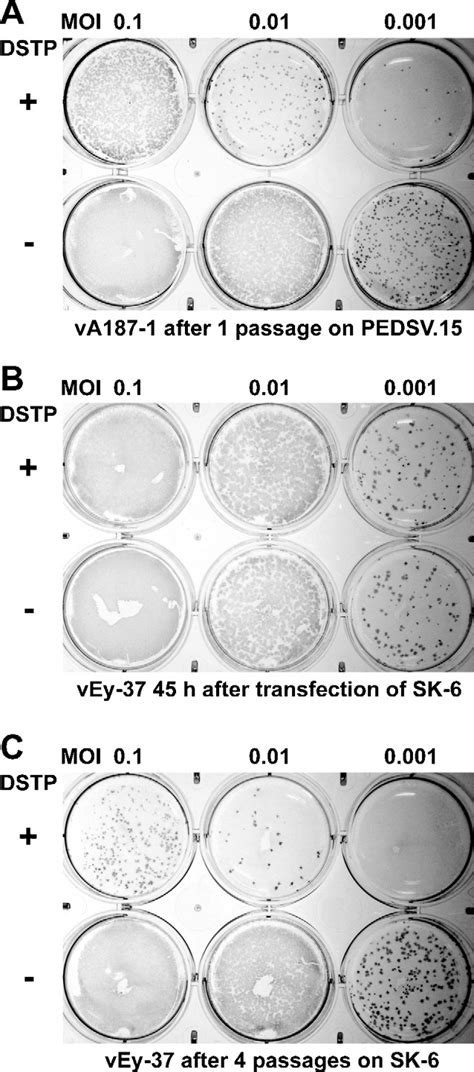 A Viral Focus Reduction Assay Based On Dstp 27 To Monitor The