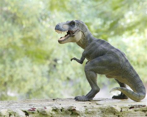 Velociraptor Vs Compsognathus A Tiny Battle Dino Digest