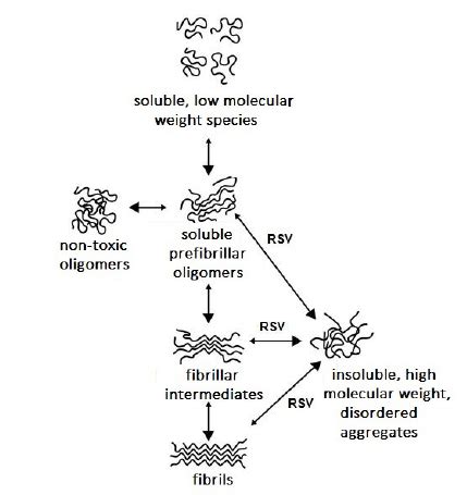 Pathways Of Formation For Toxic And Non Toxic Fibrillar Oligomers Download Scientific Diagram