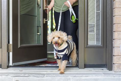 5 Things To Know About Dog And Cat Models The Life Of A Pet Model