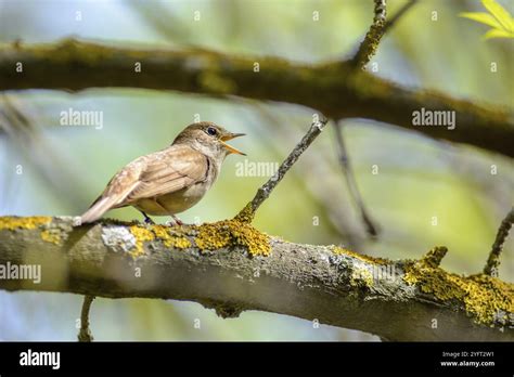 The Nightingale Sings Having Opened A Beak Sitting On A Branch In A