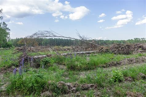 Area Of â€‹â€‹illegal Logging Forests Deforestation Humans Are Causing
