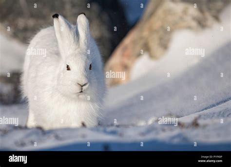 Cute Arctic Hare