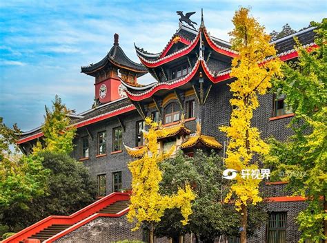 四川大学华西校区校园内的银杏树秋季风光 图片 轩视界