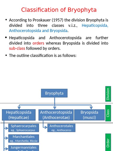 Bryophytes Classification Pdf Plants Science And Mathematics