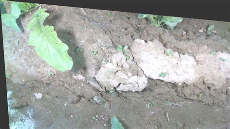 Weeds Object Detection Dataset By Chucao