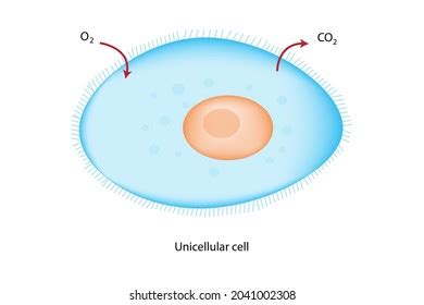 Diffusion Process Images Stock Photos Vectors Shutterstock