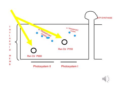 Photosynthesis Light Dependent Reaction Ppsx