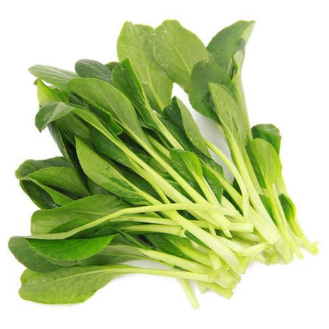 鸡毛菜图册 360百科