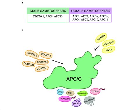 A The Described Apcc Subunits Associated To Female And Male Download Scientific Diagram