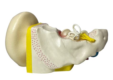 Модель Вухо людини купити в Україні Univermagosvity