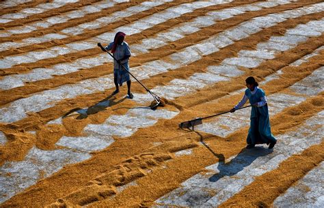 Manual Drying Process Of Rice Grain Photo Series By Avishek Das