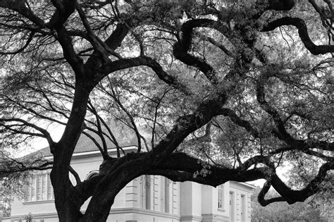 New Orleans Giant Live Oak Tree Black And White Photograph Keith Dotson Photography