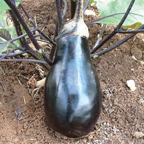 Solanum Melongena Black Beauty Eggplant Eberts Greenhouse