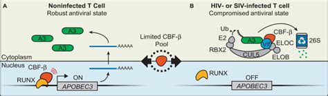 Transcriptional Regulation Of Apobec3 Antiviral Immunity Through The