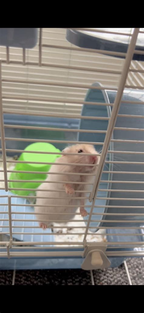 Need Help Identifying Species And Sex Rhamsters