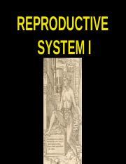 ANP 300 Lecture 23 Reproductive System I Ppt REPRODUCTIVE SYSTEM I Course Reminders Exam