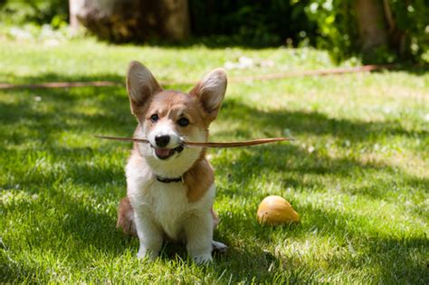 The 10 Friendliest Dog Breeds