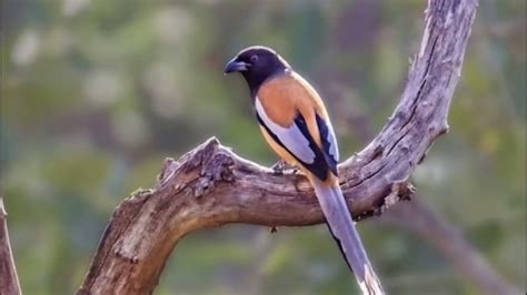 ছোটদের গল্প বলি । দুষ্টু কাঠবেড়ালী আর পুলিশ পাখি কাটঠোকরা । Youtube